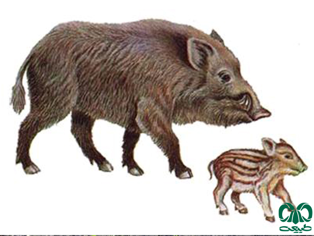 گراز|گراز در ایران|خوک‌ ها|زوج سمان
