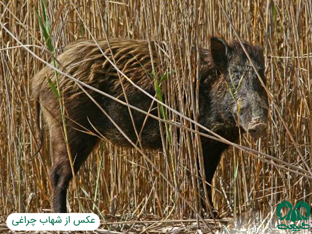 گراز|گراز در ایران|خوک‌ ها|زوج سمان